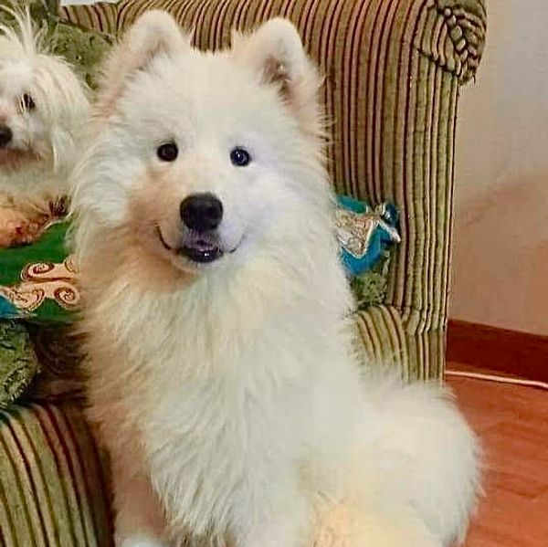 Our Dogs