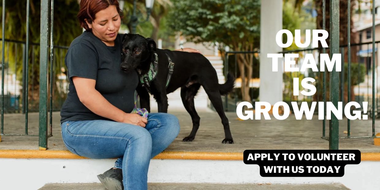 Volunteer | Stray Dog Support