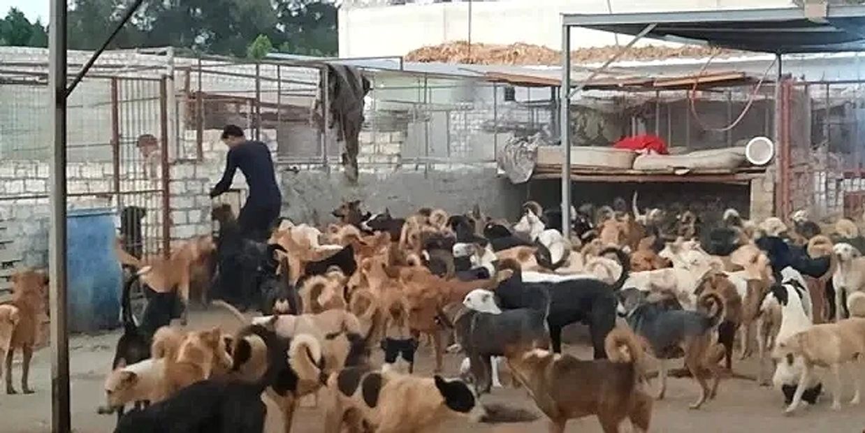 Animal Shelter Support | Stray Dog Support