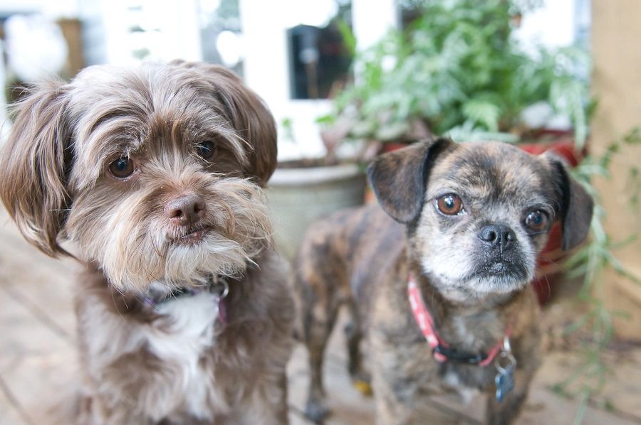 ManyPaws Pet Sitting in Atlanta, Georgia