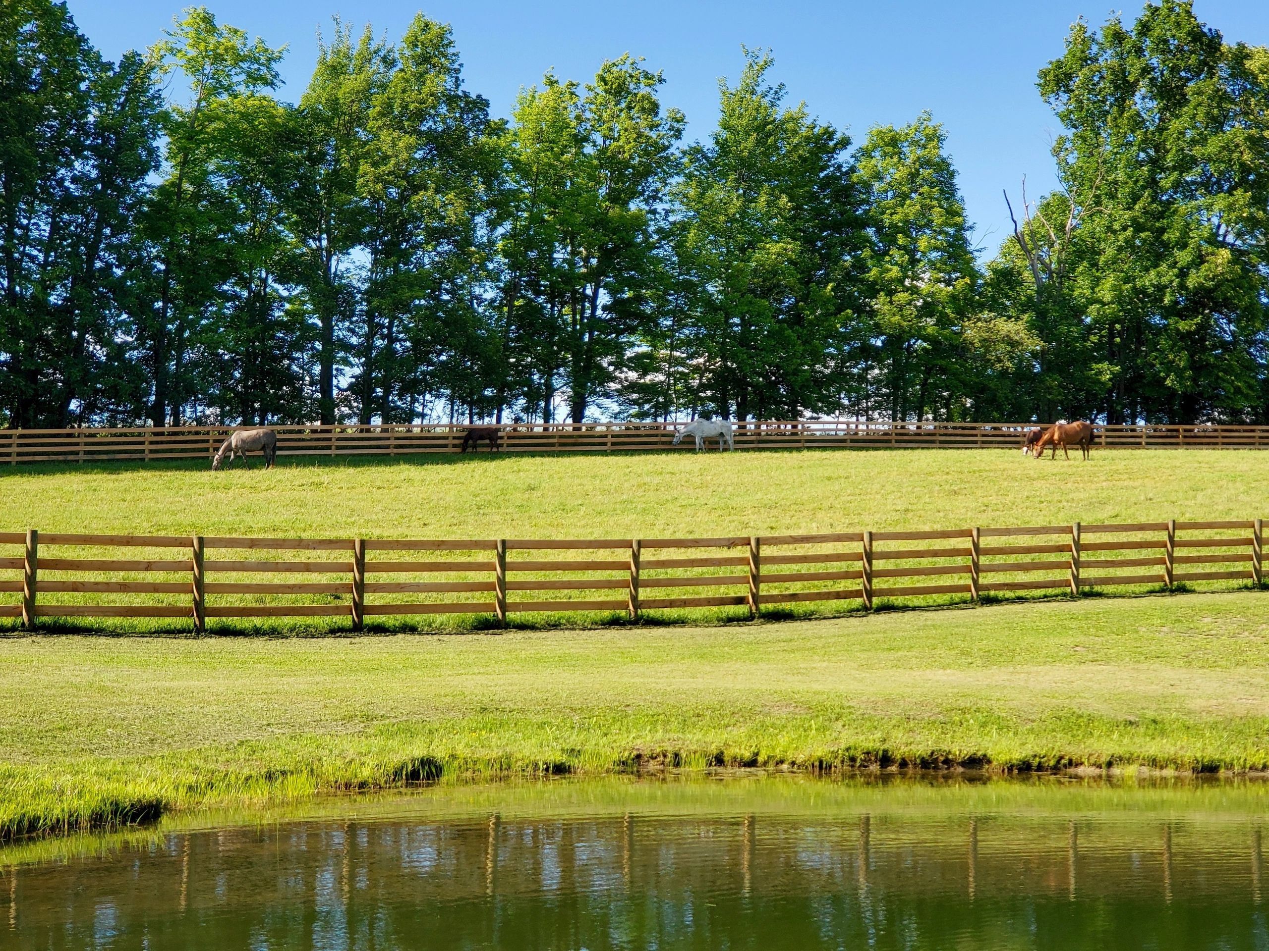 Thoroughbreds - Meadow View Thoroughbreds, LLC.