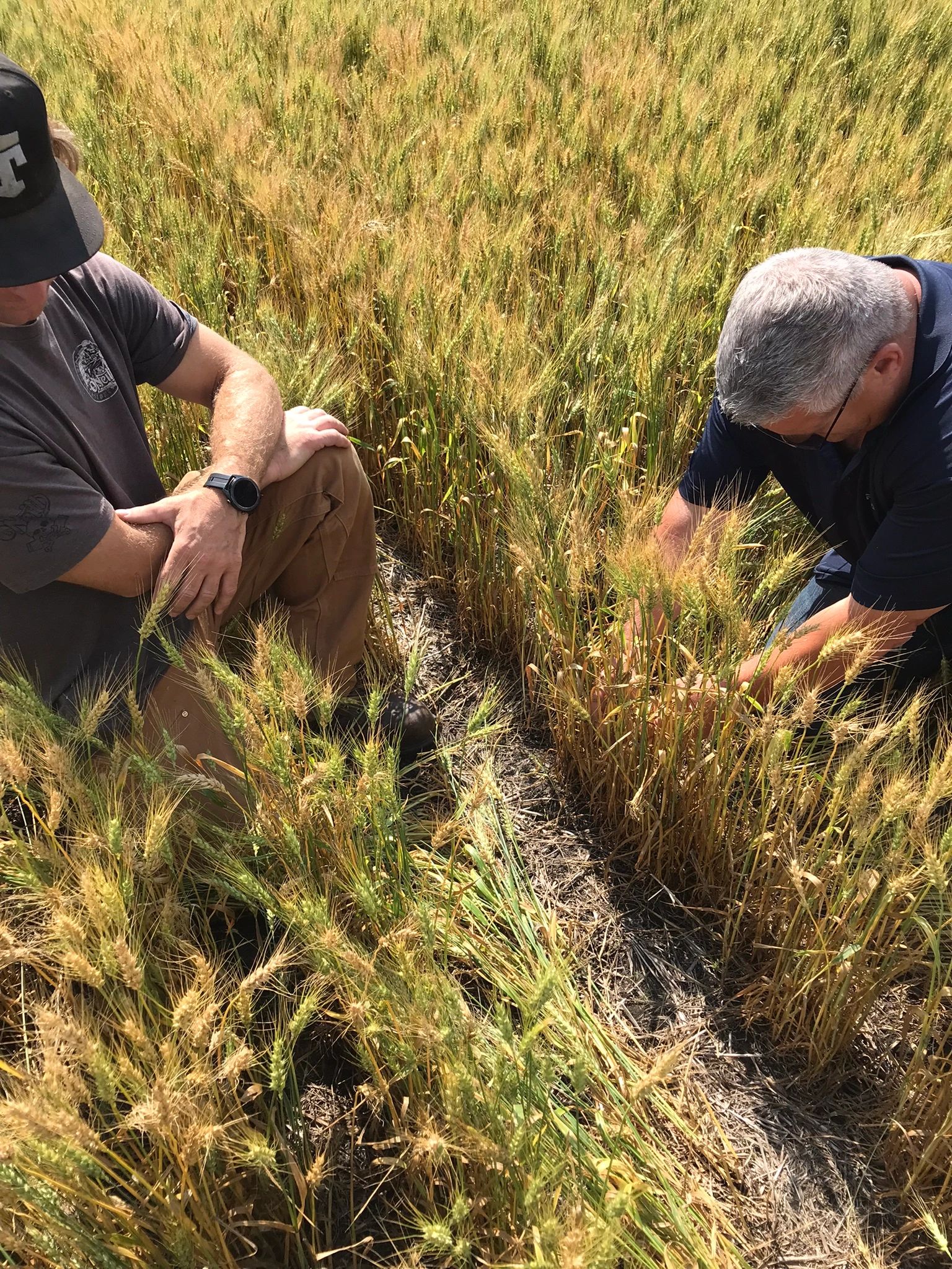 Crop Hail Insurance, Crop Risk Advisor, Crop Hail, Crop Adjusters