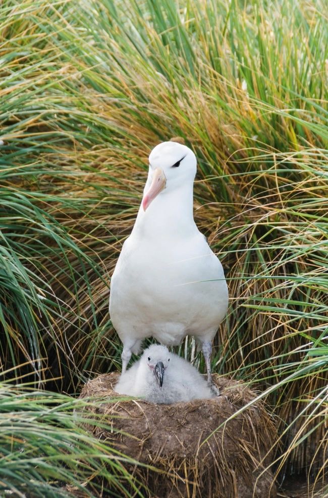 THRIVE - Plastic Pollution is Killing Albatrosses and Their Young
