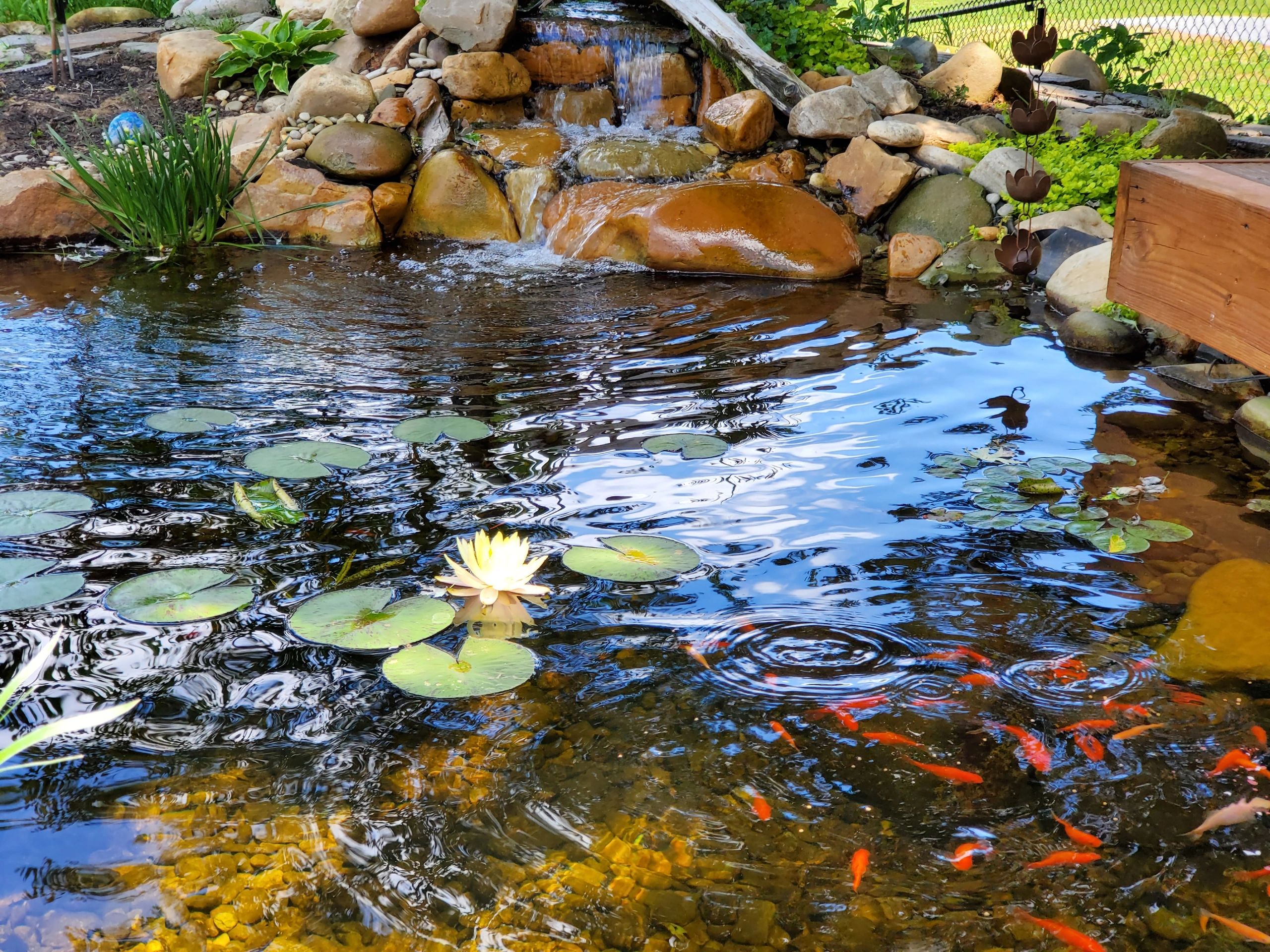 Infinity Water Gardens - Water Feature, Ponds, Koi Fish