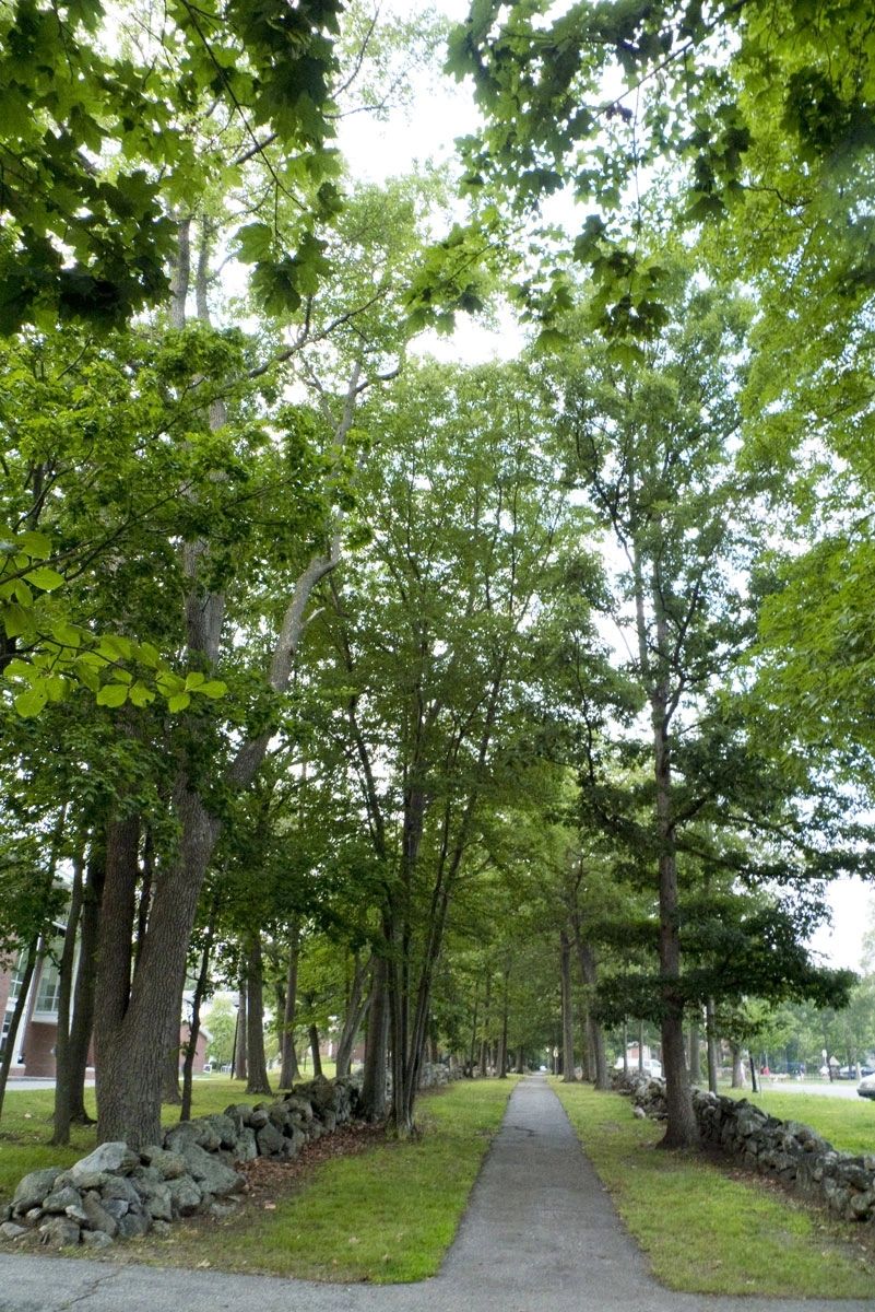 Bedford Friends of Trees