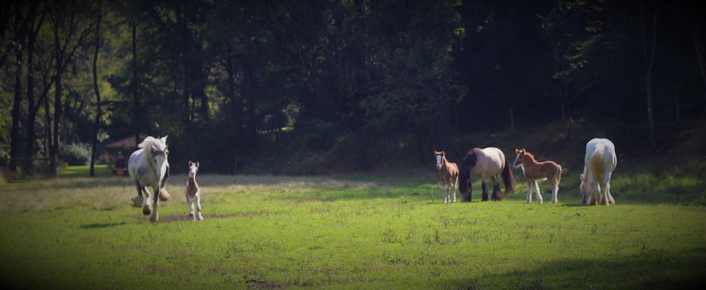 Meet the Lesson Horses!