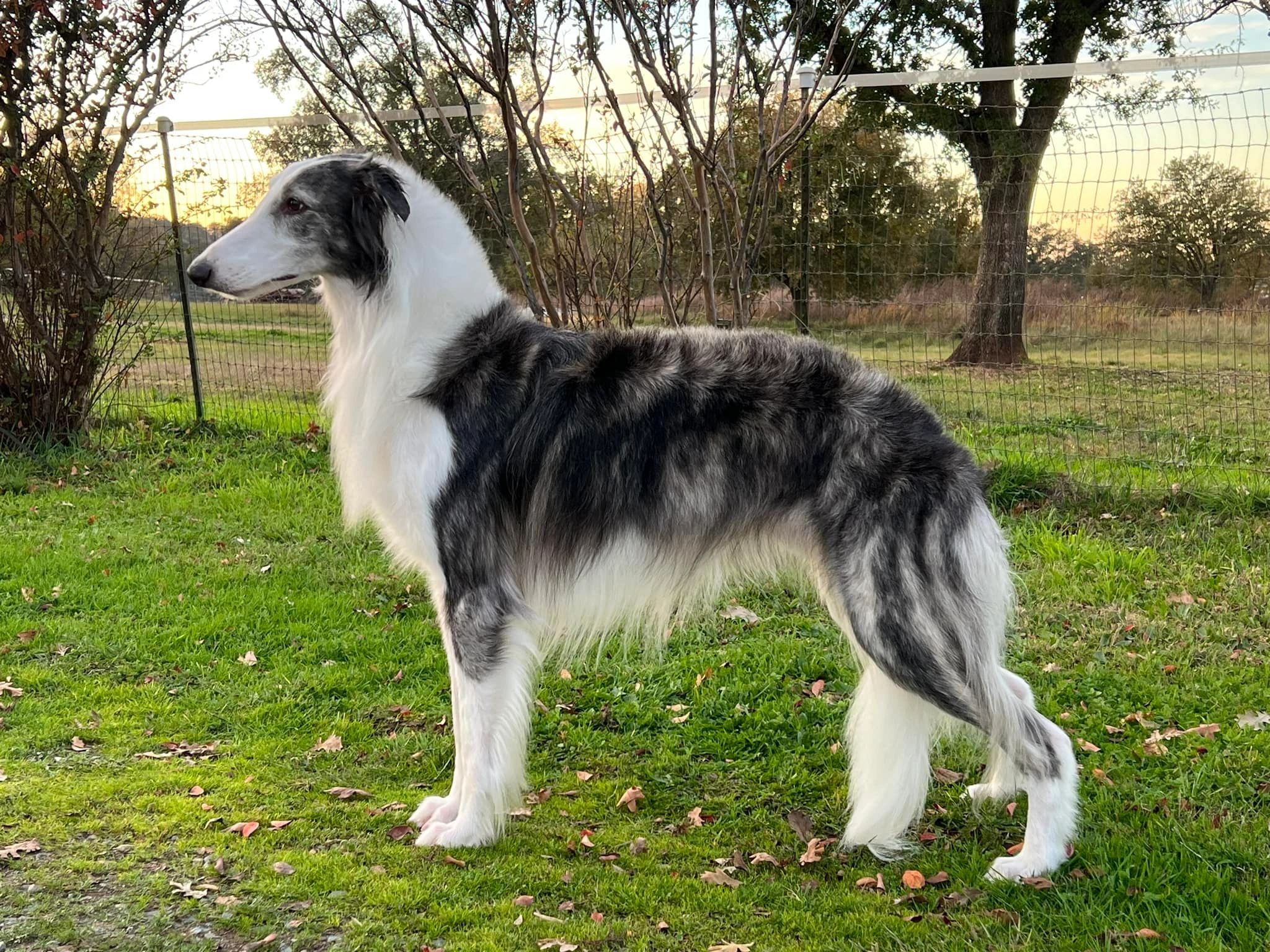 Bespoke Silken Windhounds