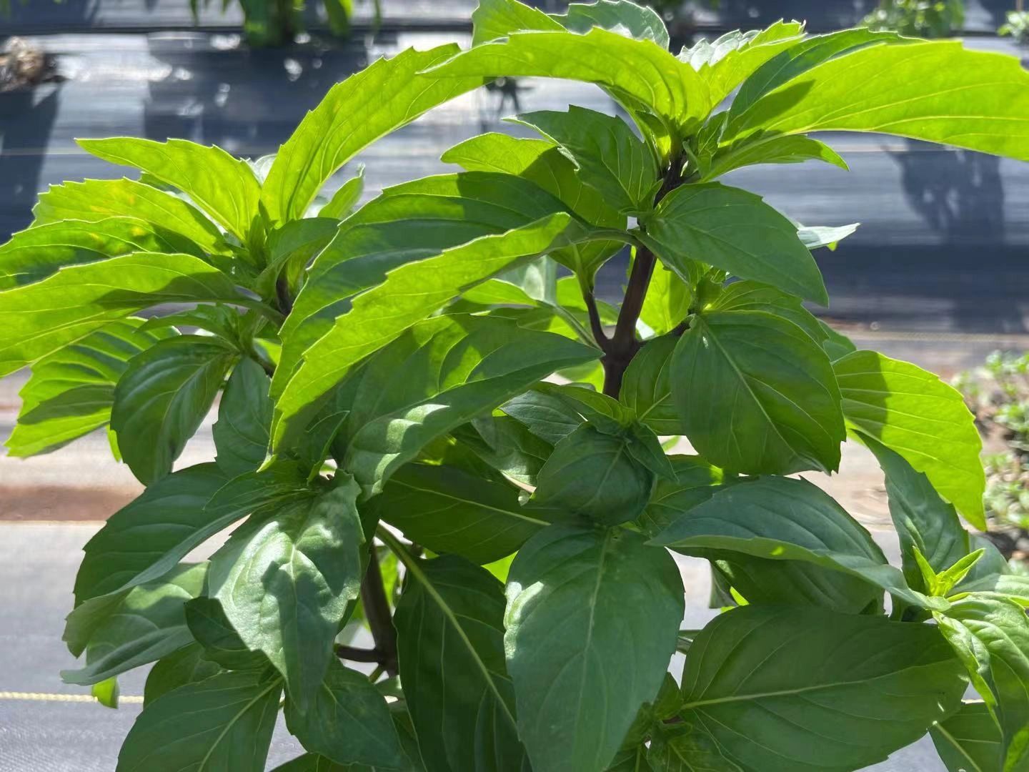 BIBO FARM LLC WEBSITE - Thai Basil and Sweet Basil - Honolulu, Hawaii