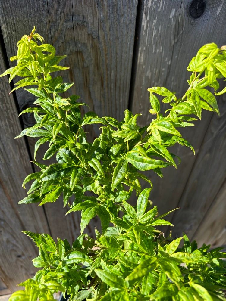 Buy Maple Trees Online | C.R. Maples