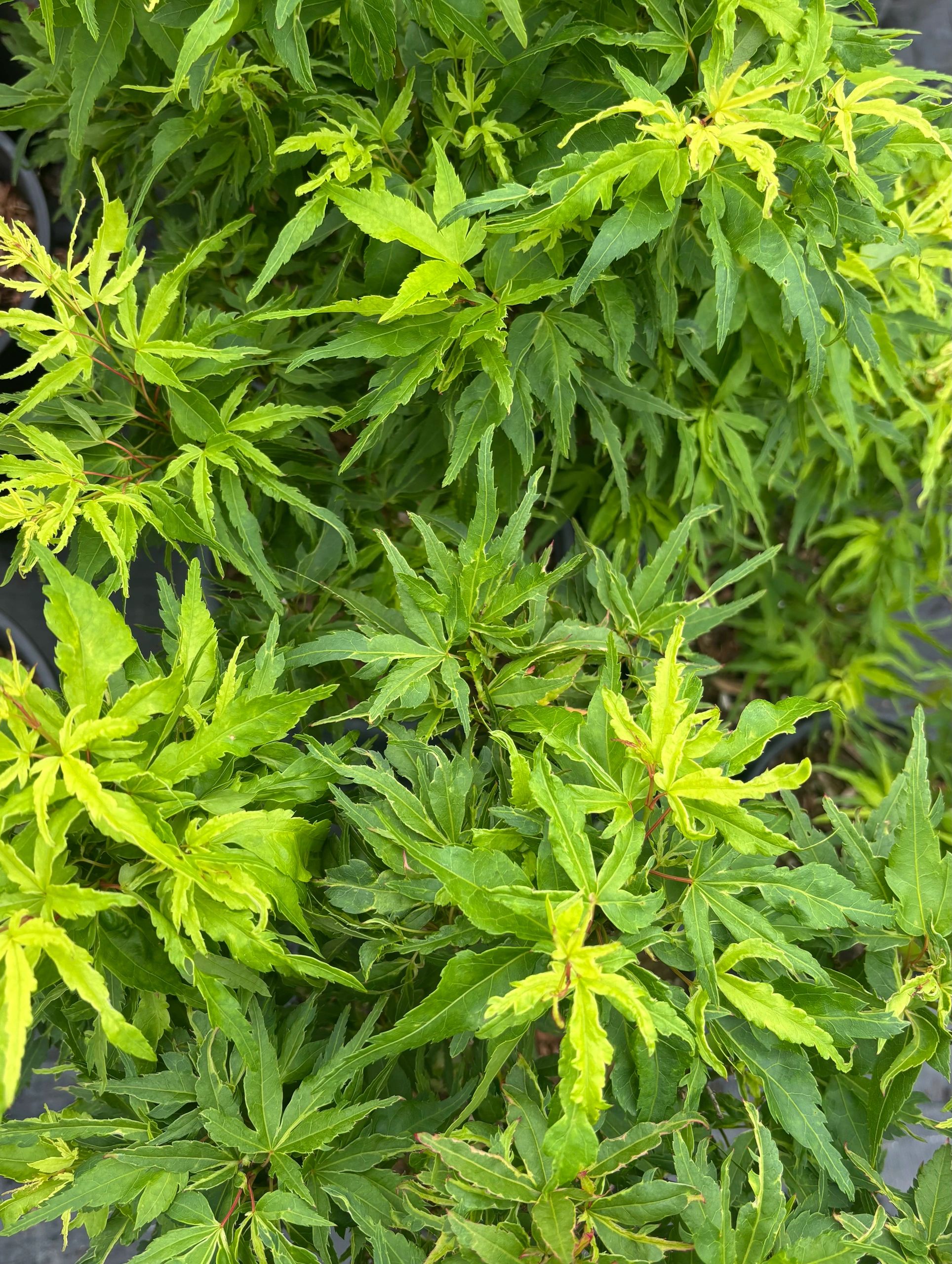 Buy Maple Trees Online | C.R. Maples