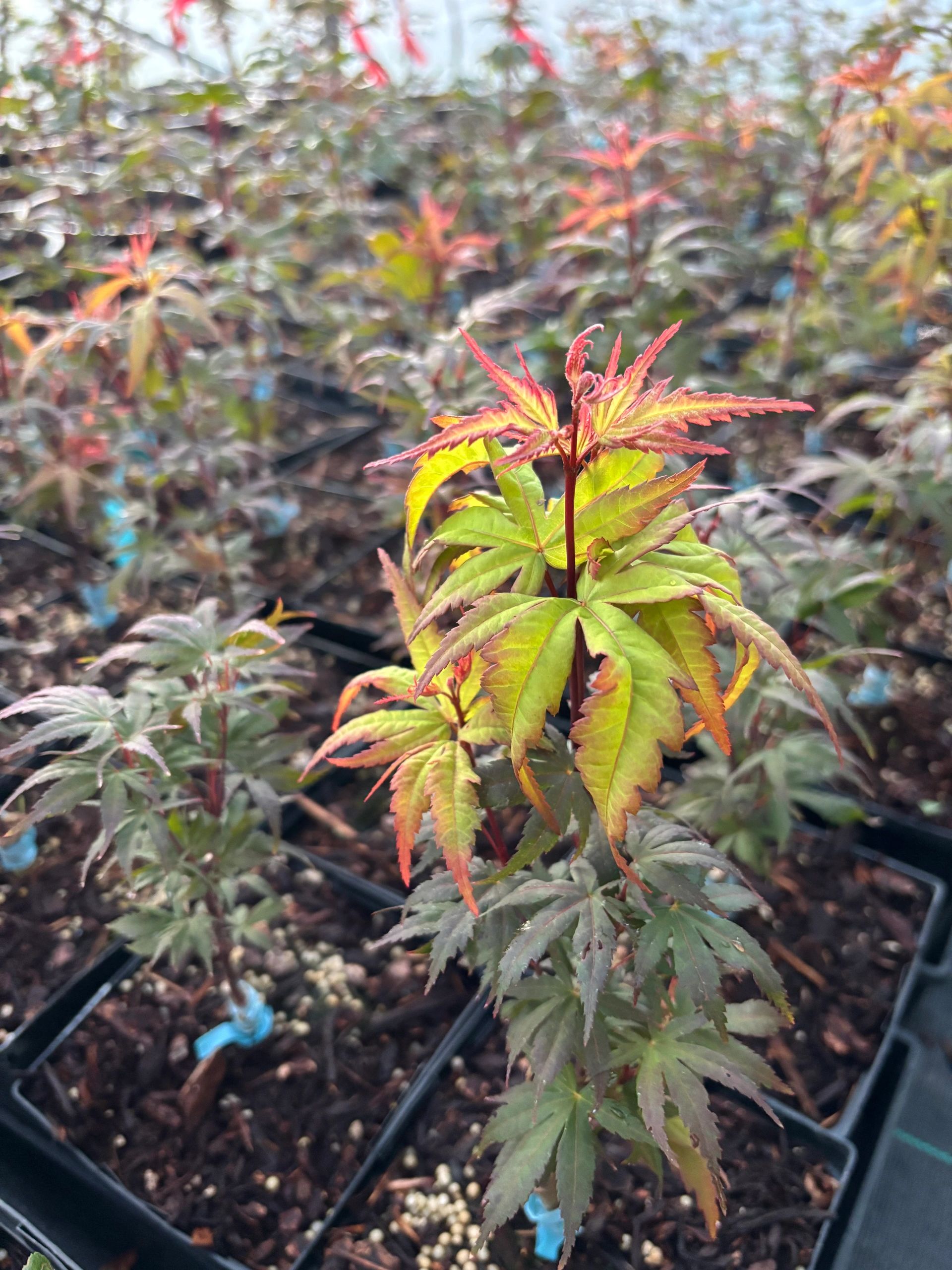 Buy Maple Trees Online | C.R. Maples