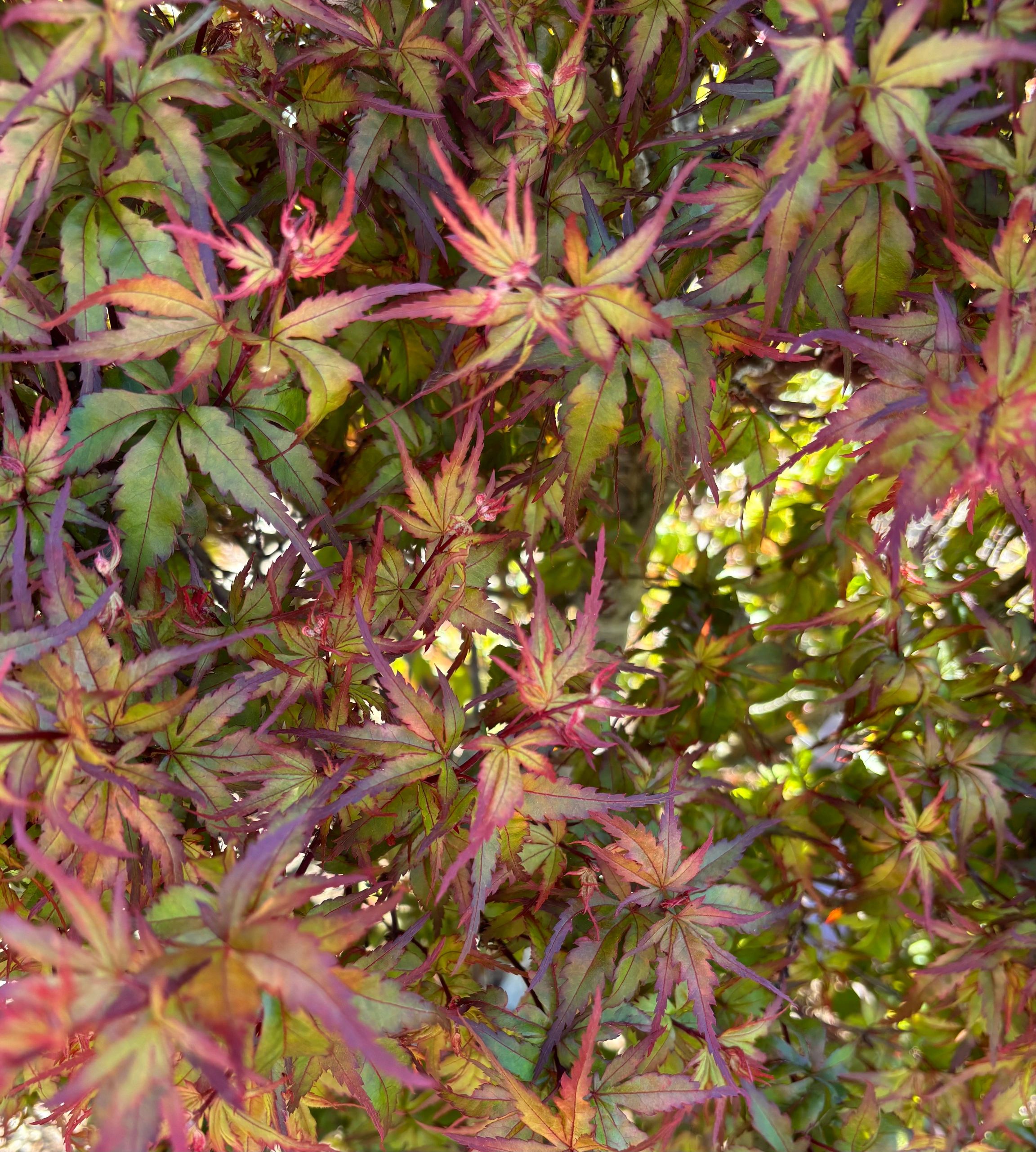 Buy Maple Trees Online | C.R. Maples