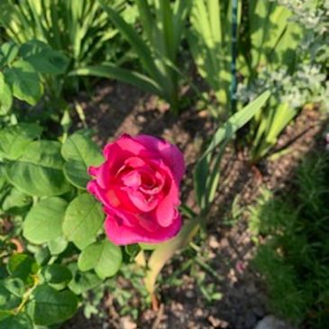 Tenacious Faith for Life - Christian, Faith, Christian, Jesus