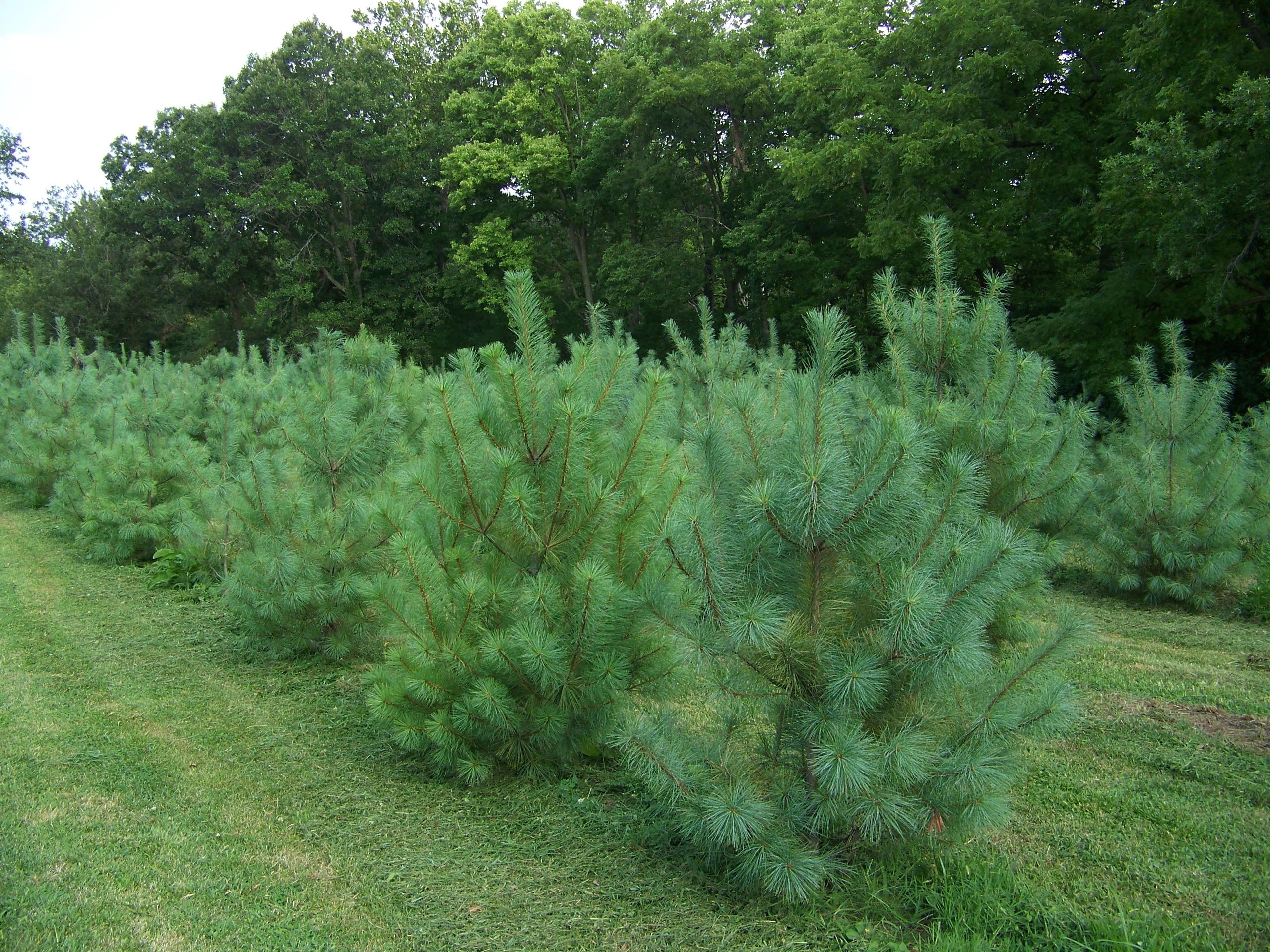 Friese Trees - Tree Farm, Wholesale Trees