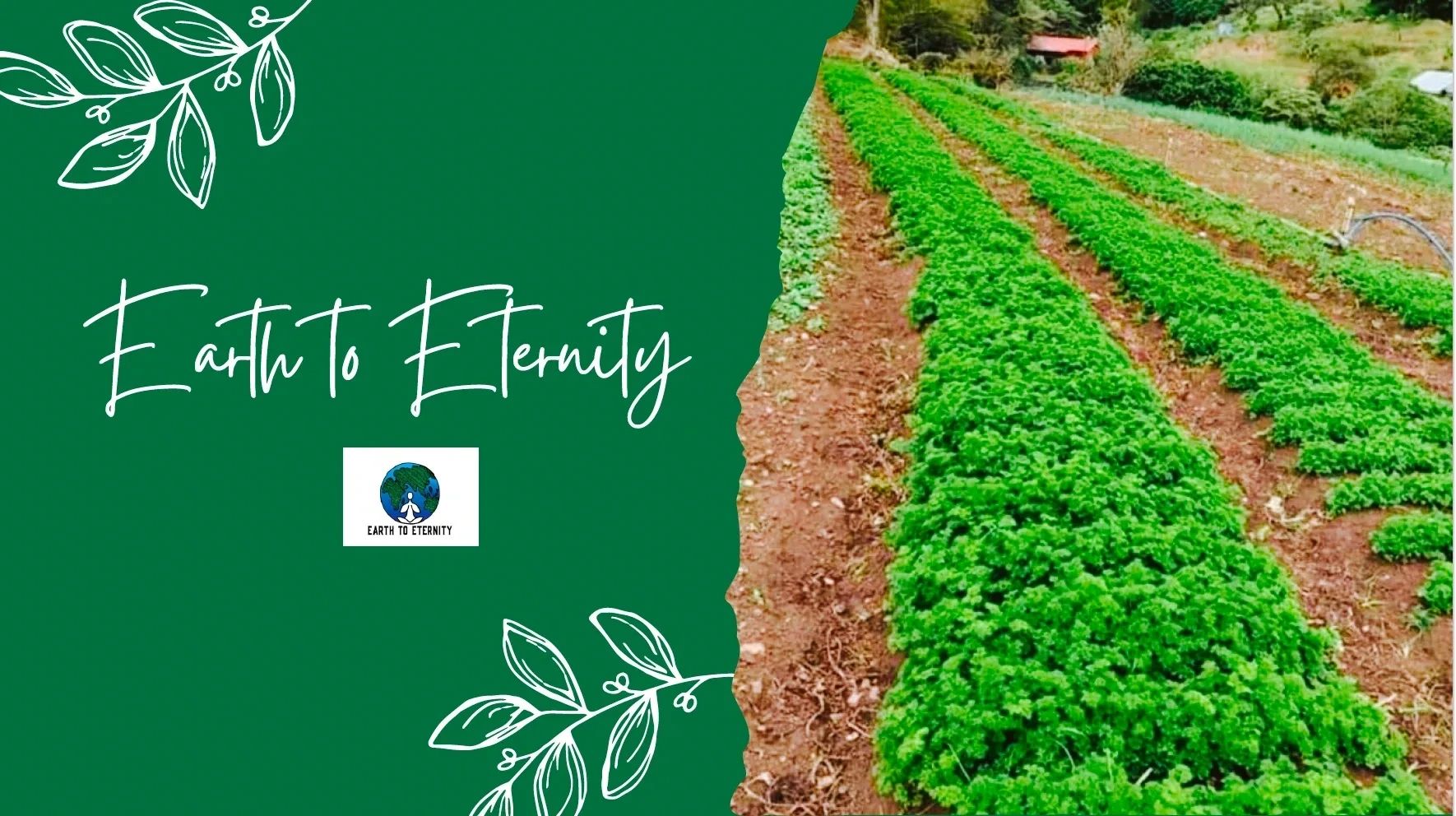 Our Commodities | Fresh produce from Costa Rica and Mexico farms and ...