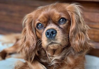 Meet our Dogs | Katy Cavaliers