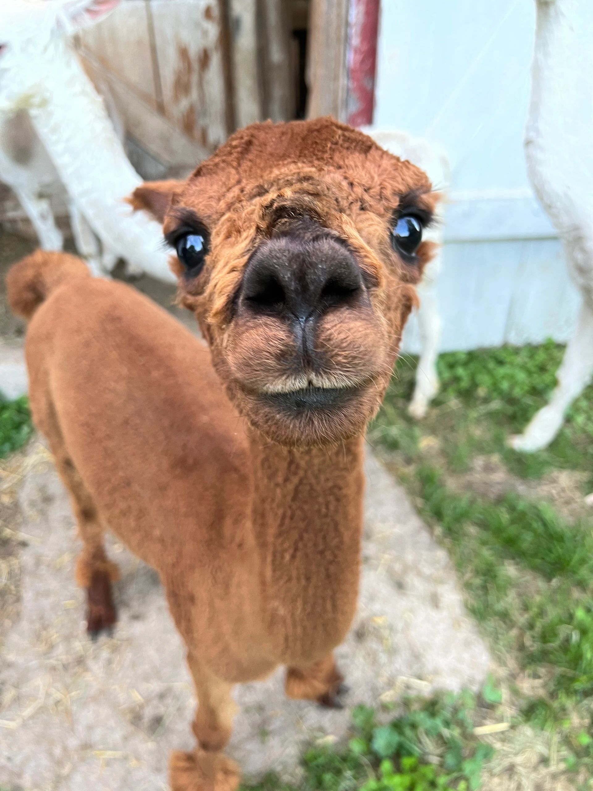 Autumn Alpaca Walks at the Farm
