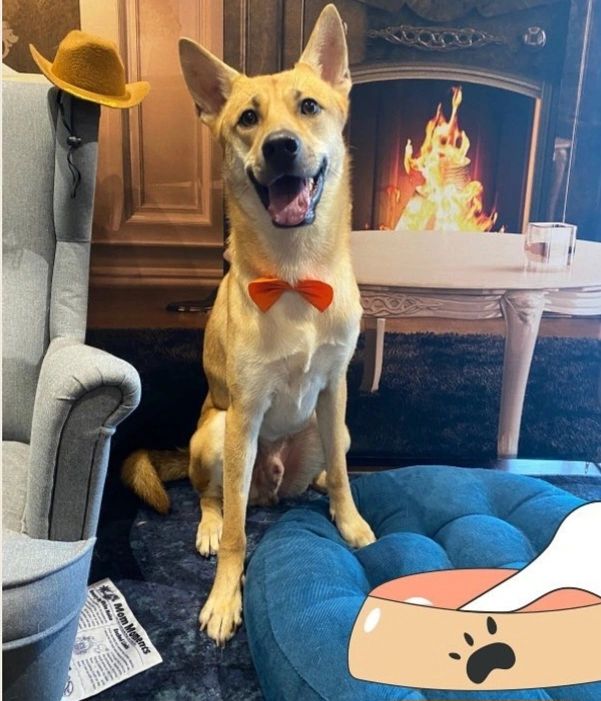 Adopt a Singapore Special Dog Today!