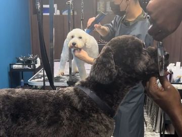 Dapper Dogs - Our Services, Grooming Packages