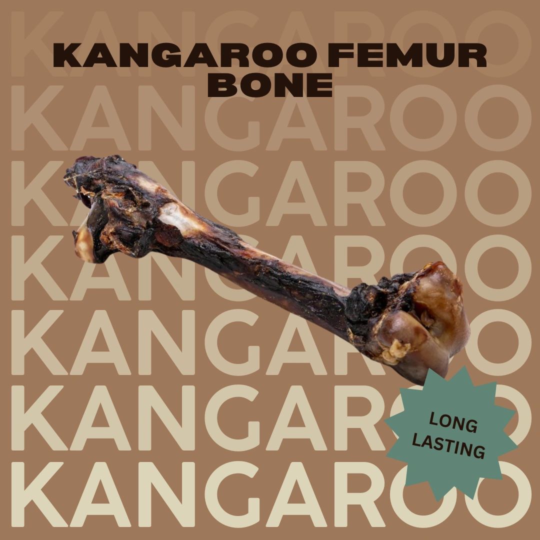 Aussie Kangaroo Femur Bone