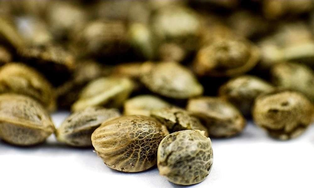 A Tour of One of Big Dog Exotic Cannabis Seeds Grow Rooms