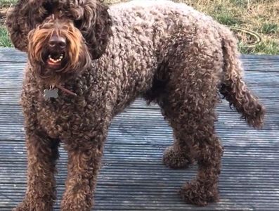 Australian Labradoodle Association UK - Alauk, Australian Labradoodle ...