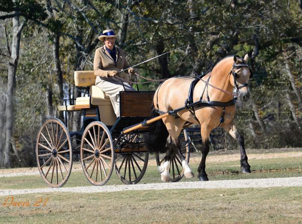 Johnson Performance Horses - Home