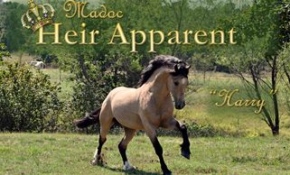 Johnson Performance Horses - Home