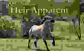 Johnson Performance Horses - Home