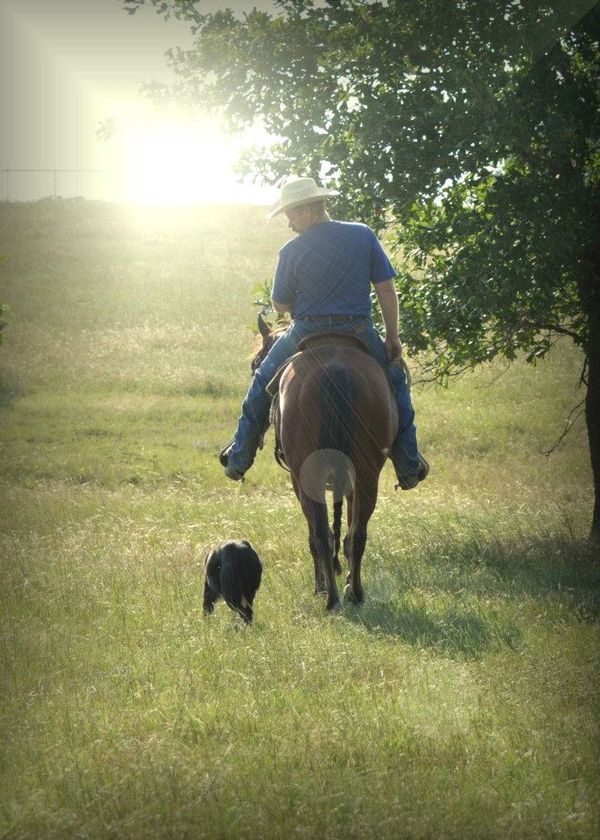 Johnson Performance Horses - Home