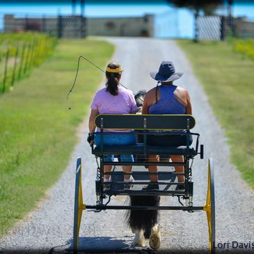 Johnson Performance Horses - Home