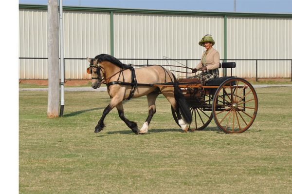 Johnson Performance Horses - Home