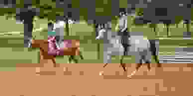 Johnson Performance Horses - Home