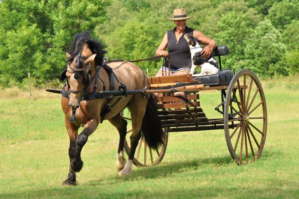 Johnson Performance Horses - Home