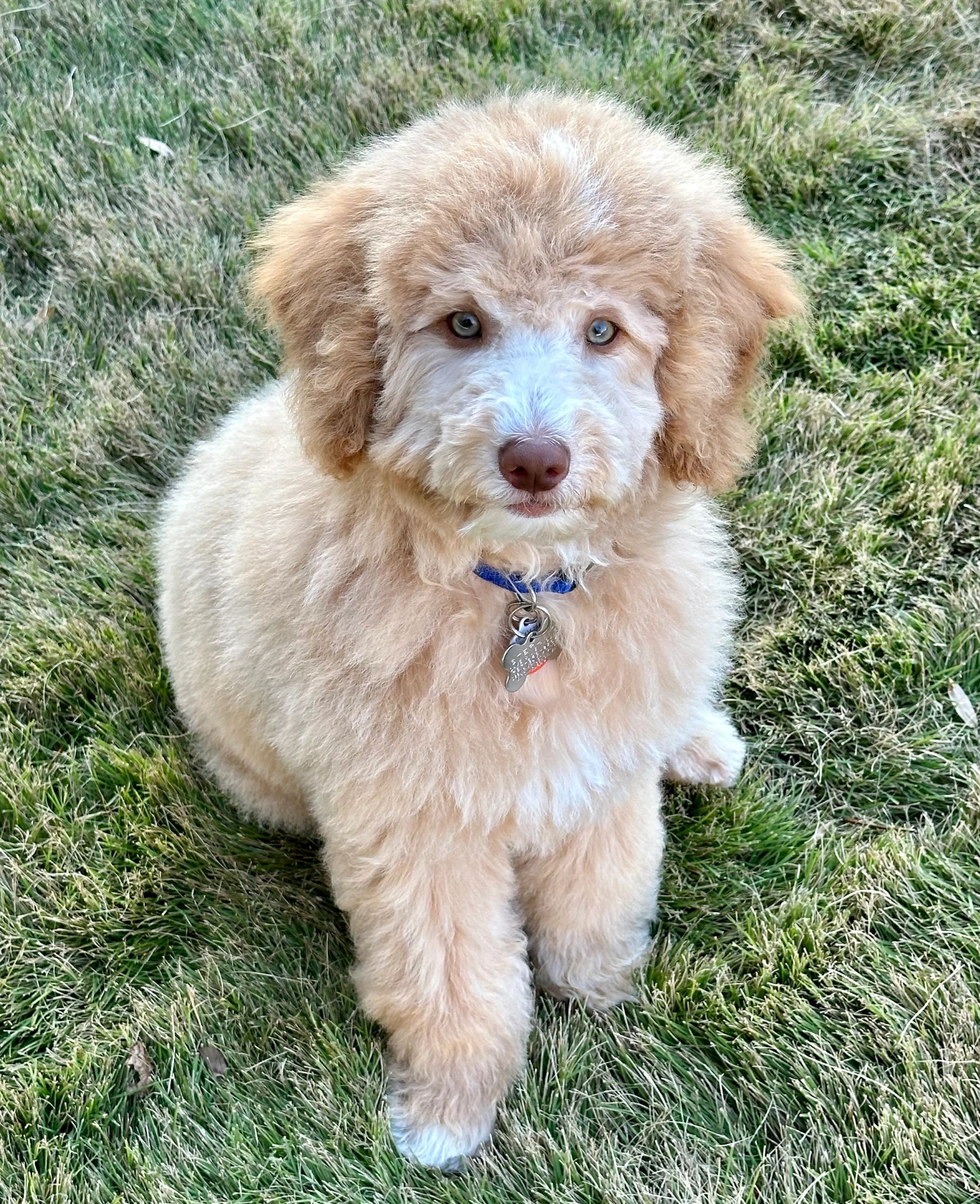 Rainbow Doodles - Doodles, Breeder, Doodles