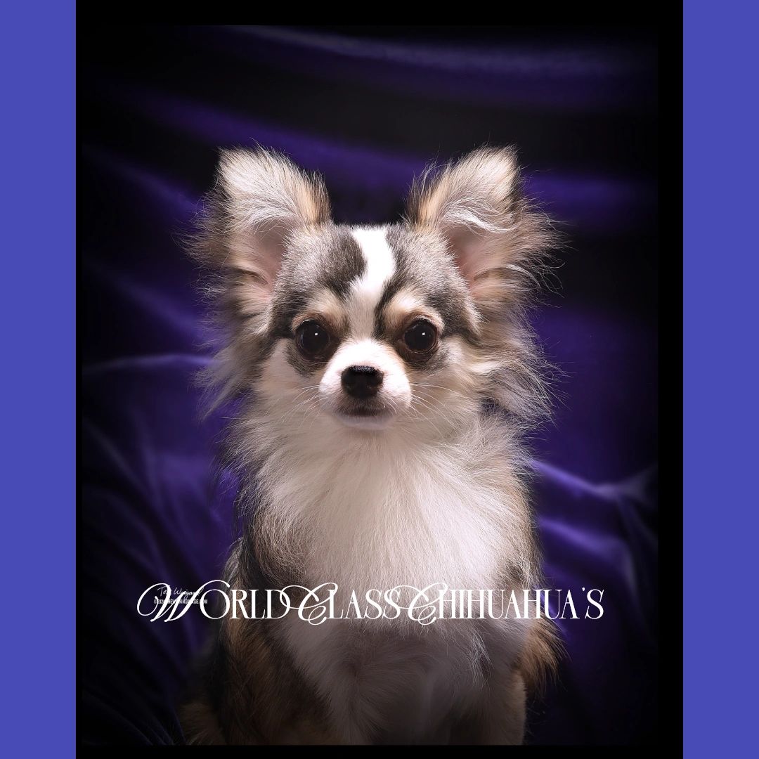 World Class Chihuahua's