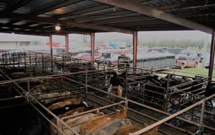 Four State Stockyards - Stockyards, Cattle, Livestock