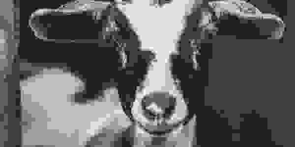 Four State Stockyards - Stockyards, Livestock, Cattle | Four State ...