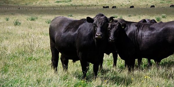 Four State Stockyards - Stockyards, Livestock, Cattle | Four State ...