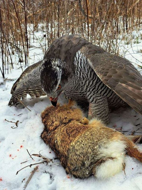 Pennsylvania Falconry and Hawk Trust | Falconry in Pennsylvania