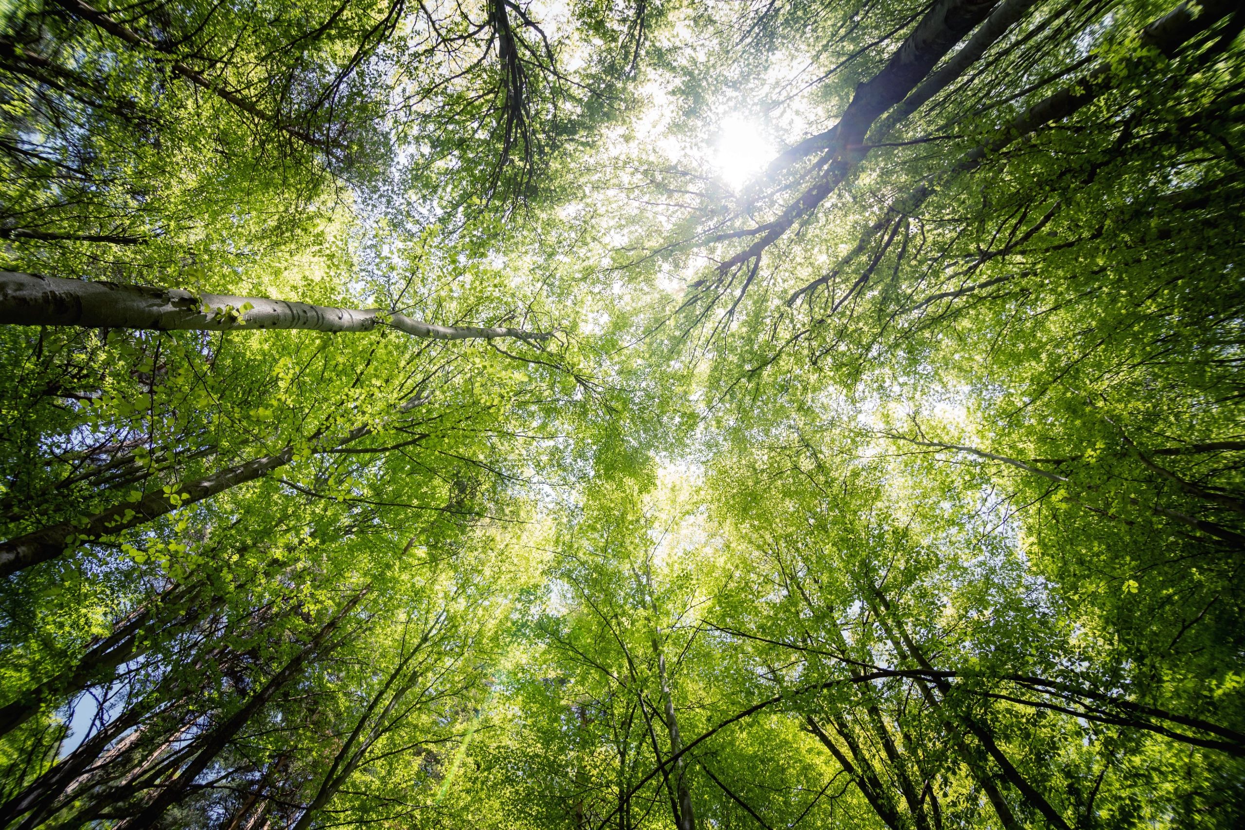 Tall Trees Real Estate - Real Estate in the Middle Tennessee Area