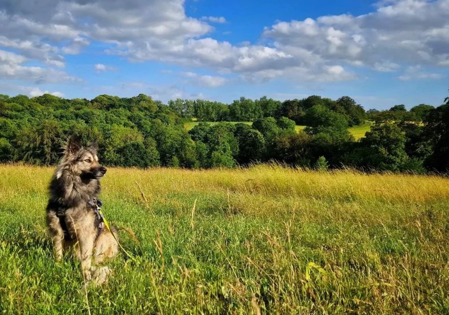 raisingmyrescue.co.uk