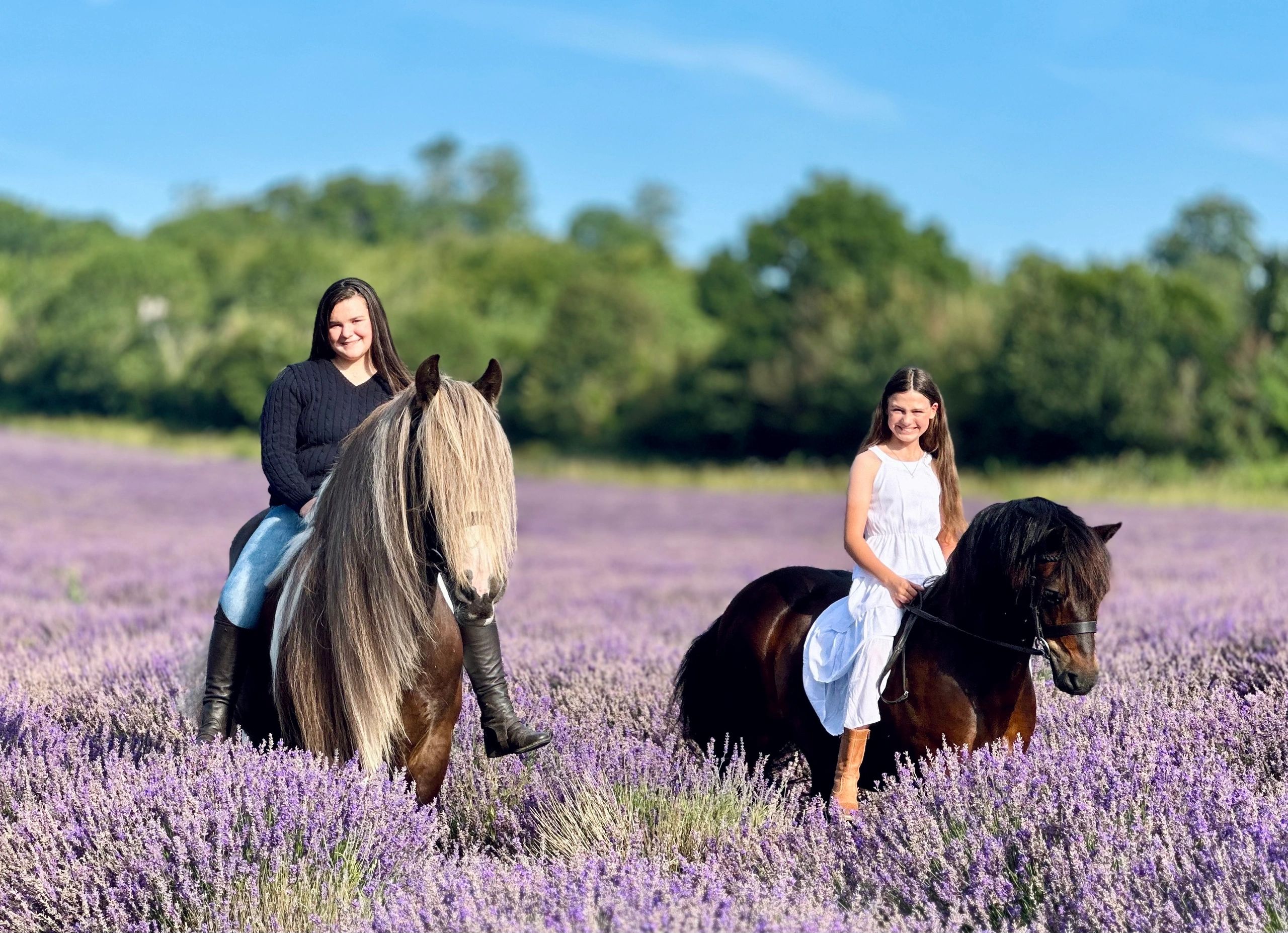 Pony Power - Ponies, All About Ponies, Blog, Ponies