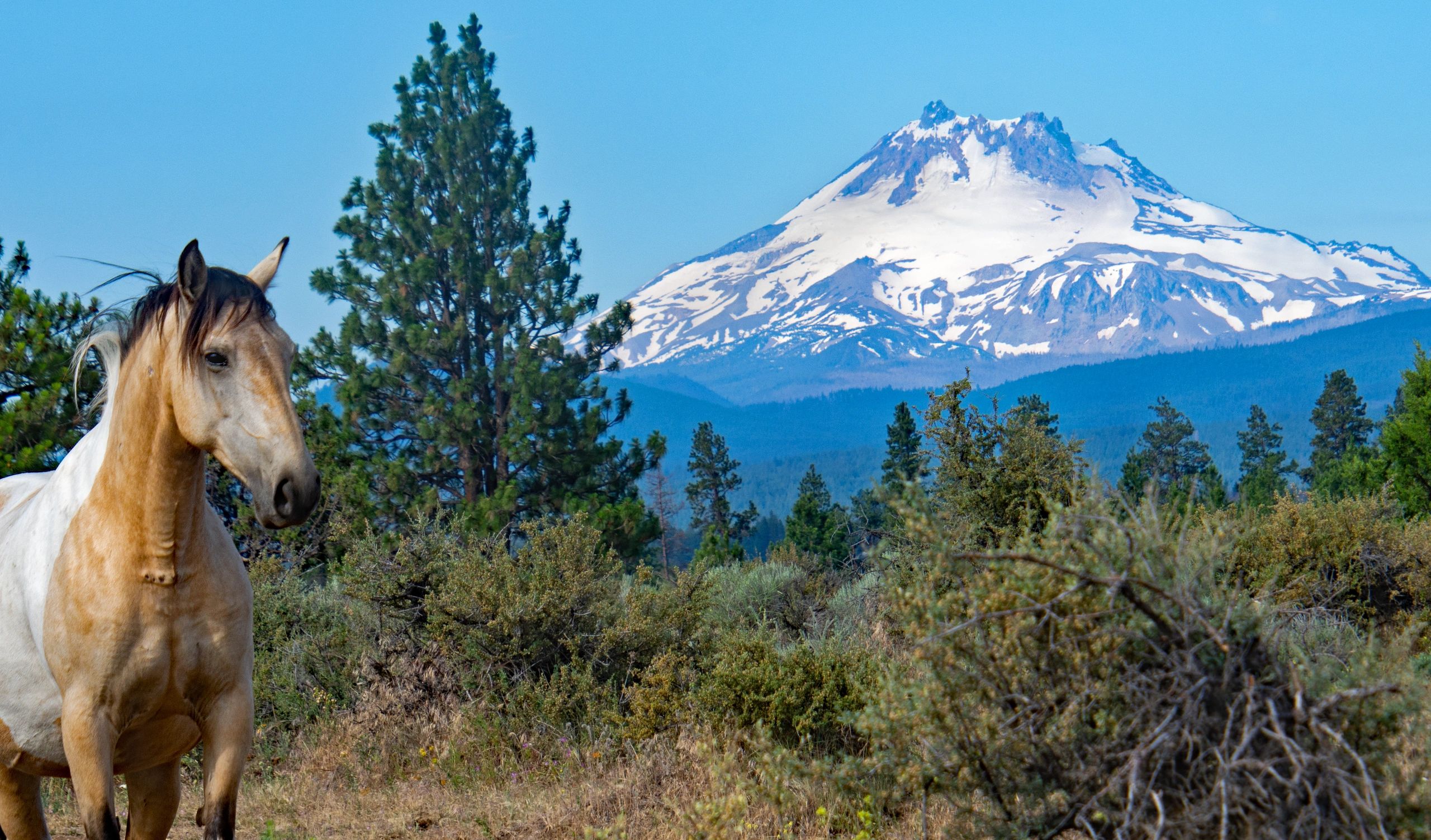 Safe Acres Animal Sanctuary - Nonprofit, Animal and Equine Rescue