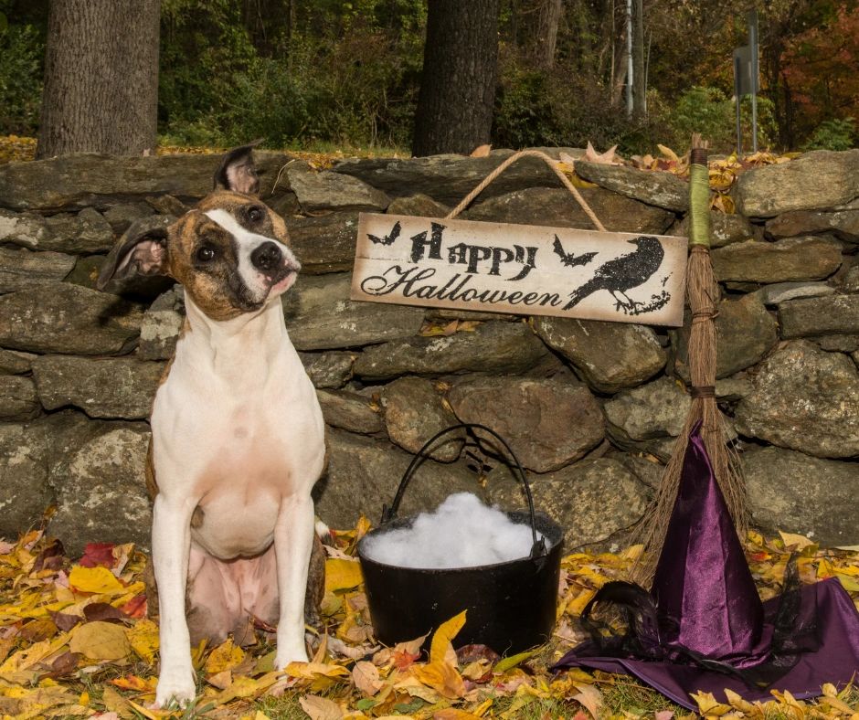 5 Pro tips to prepare your dog for Halloween this year