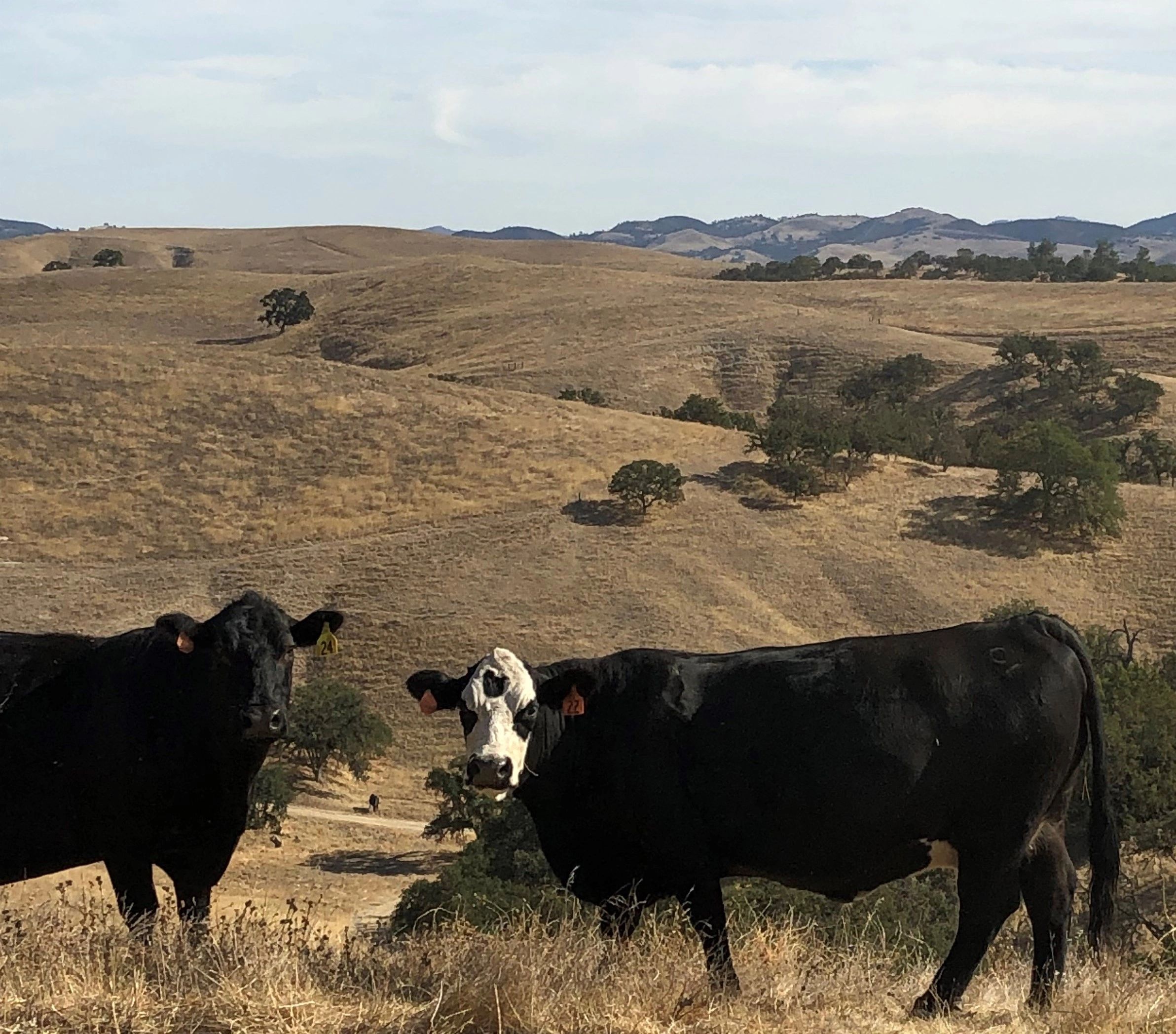 Vineyard Wildlife Ranch