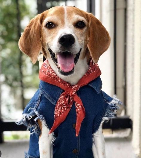 American Beagle