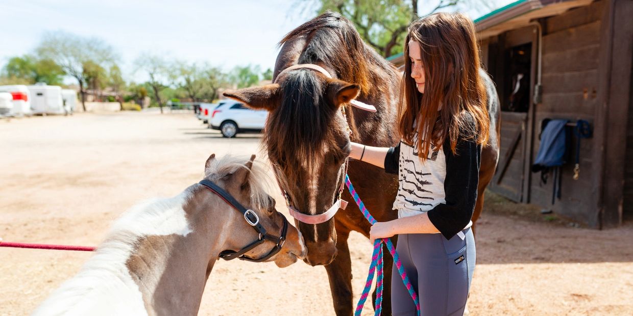 Miniature Horse - Therapy Mini | Therapy Mini