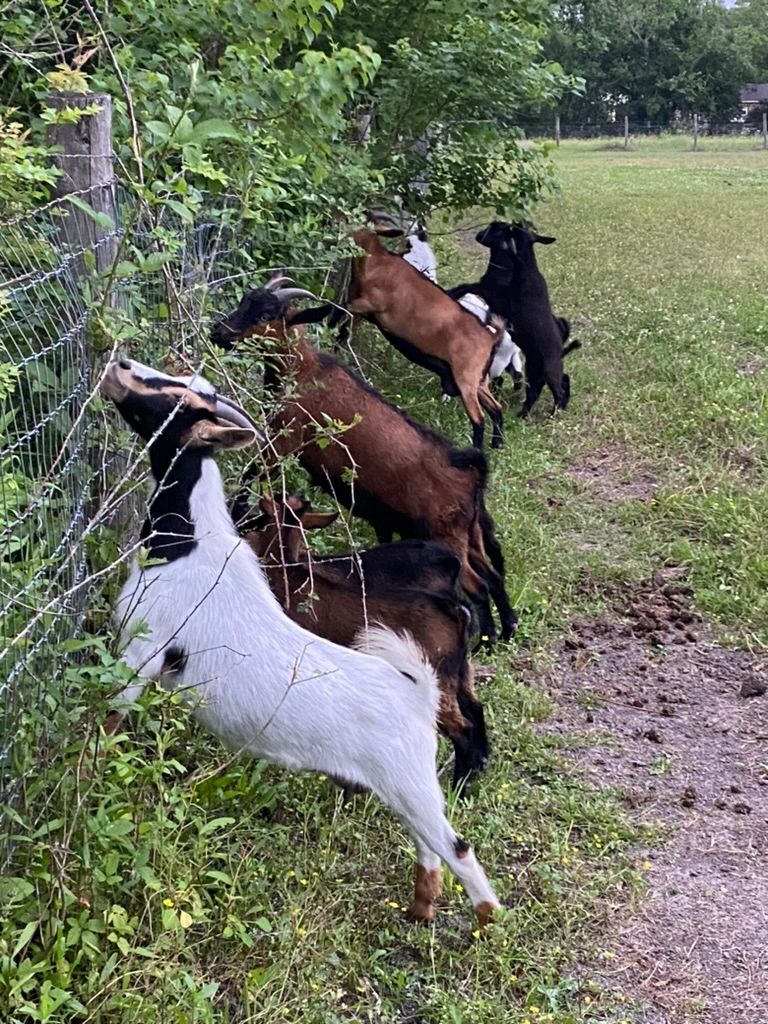 Happy Little Goats