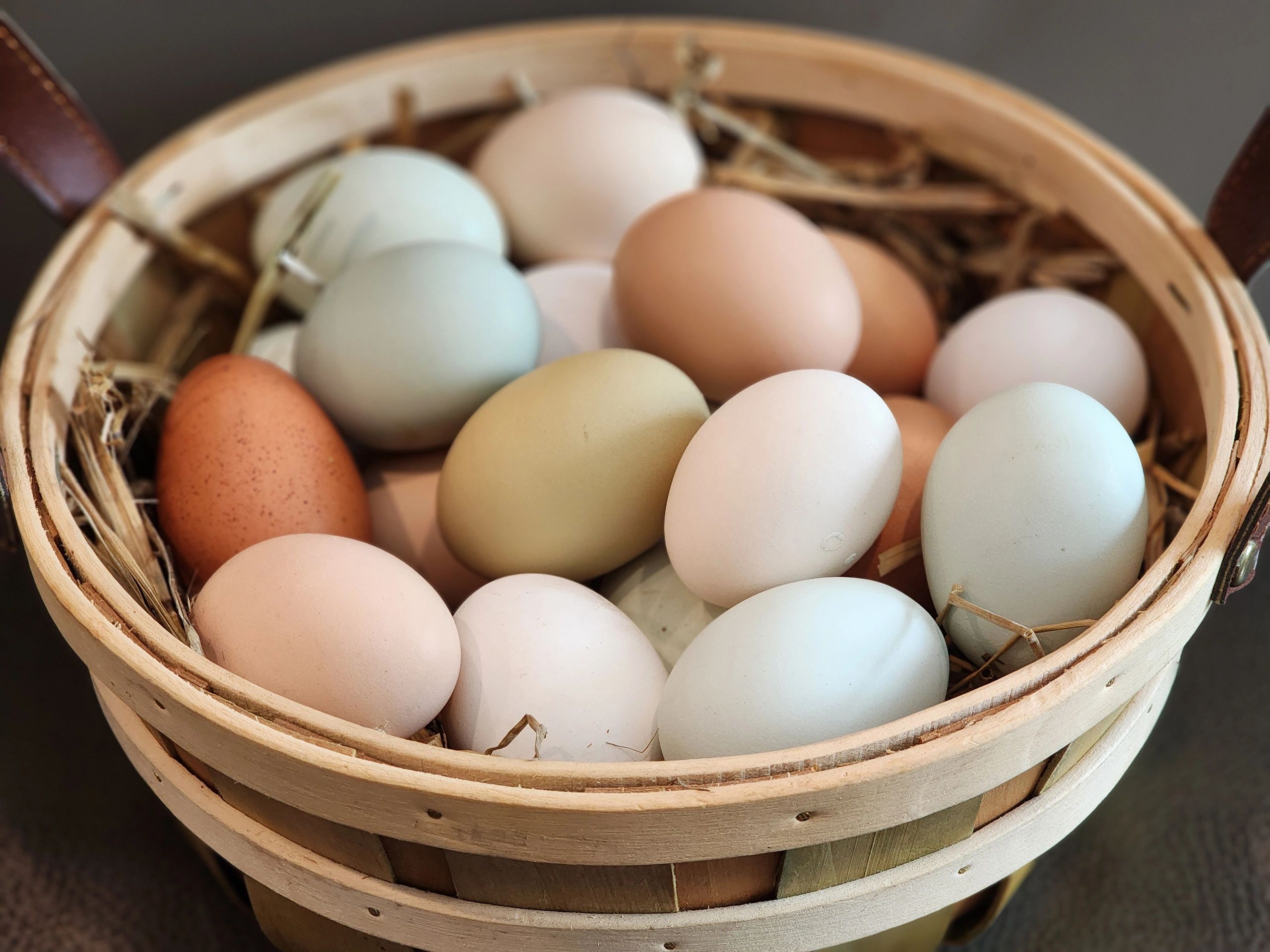 Drip Spring Hollow Farm - Farm Fresh Eggs, Free Range Eggs